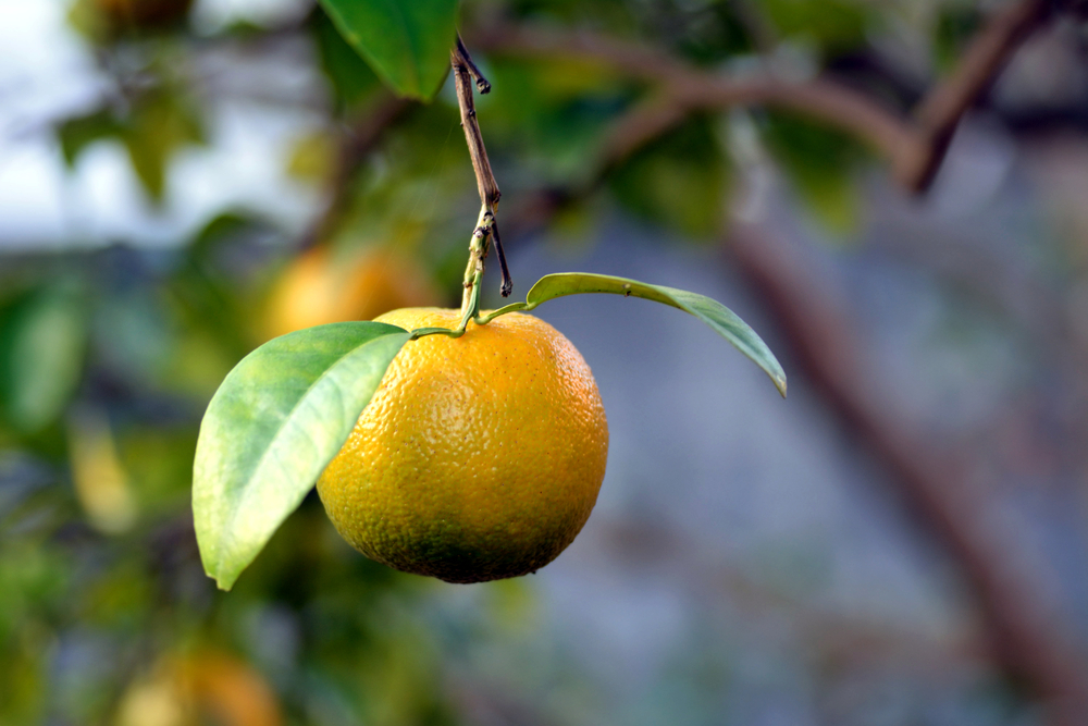 Advantra Z ®: What You Need to Know - TLSSlim